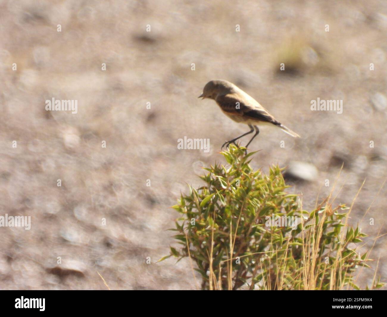 Austral Negrito (Lessonia rufa), Aves, Chubut, AR Stock Photo - Alamy