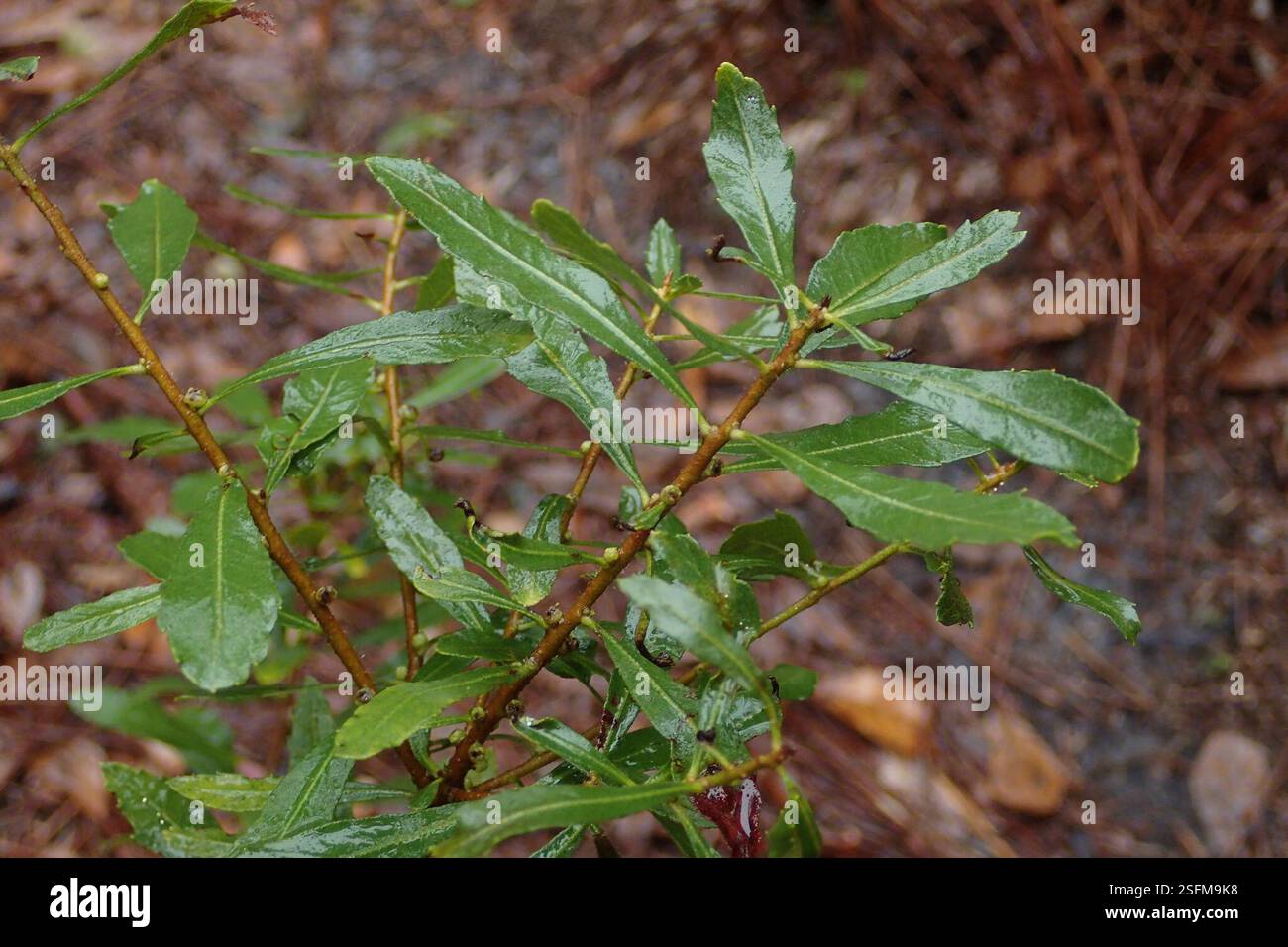 wax myrtle (Morella cerifera), Plantae, Pasco, Florida, United States ...