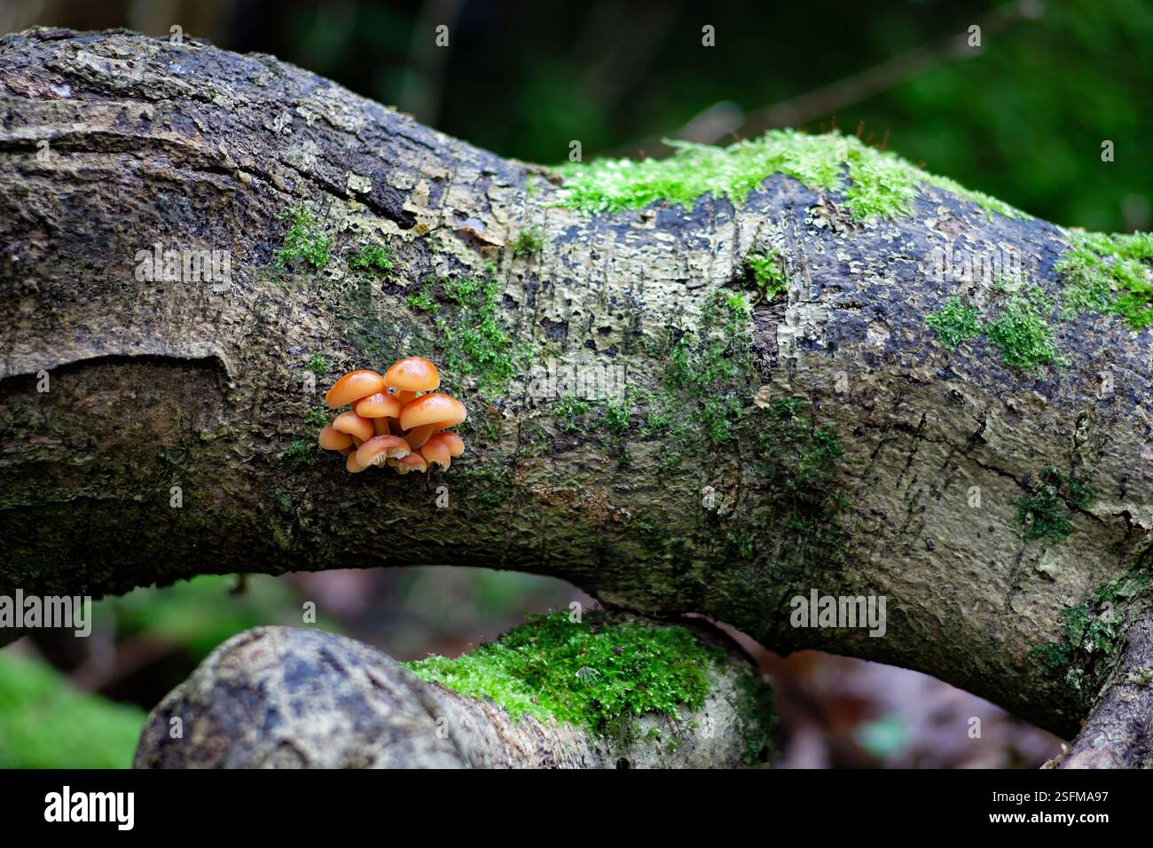 UK. A group of winter fungus growing on a decaying tree stump in ...