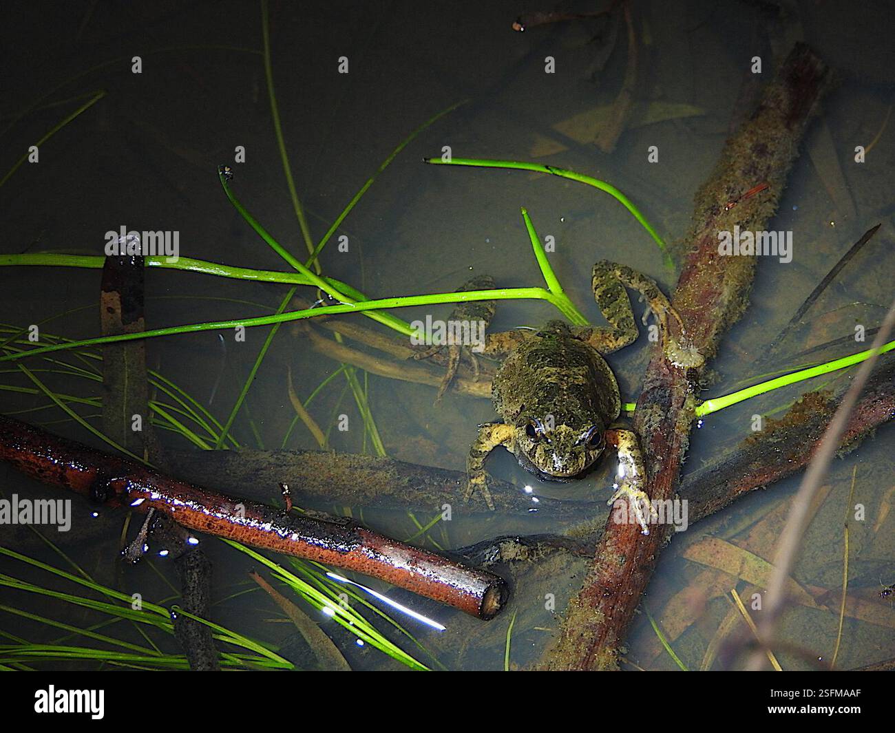 Common Eastern Froglet (Crinia signifera), Amphibia, Hobart TAS ...