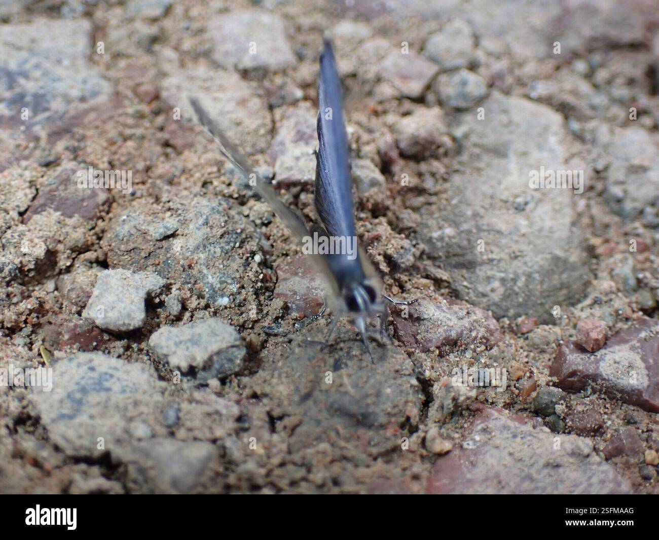 Gossamer-winged Butterflies (Lycaenidae), Insecta, Lahad Datu, Sabah ...