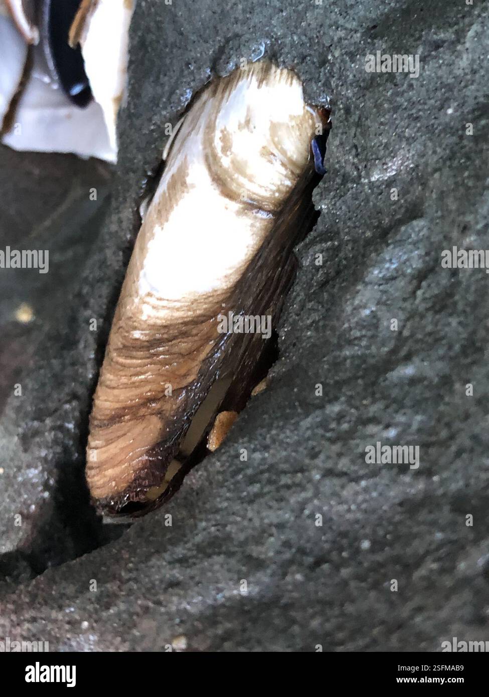Flat-tip Piddock (Penitella penita), Mollusca, Monterey Bay, Santa Cruz ...