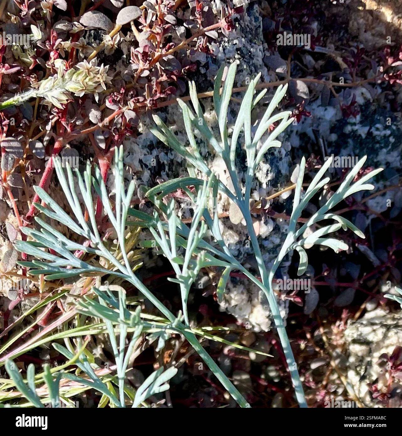 goldpoppy (Eschscholzia parishii), Plantae, Santa Rosa and San Jacinto ...