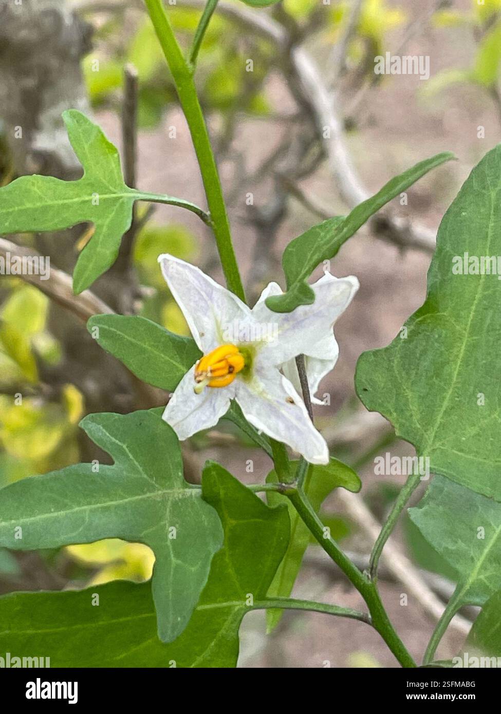 Texas nightshade (Solanum triquetrum), Plantae, Brackenridge Park, San ...