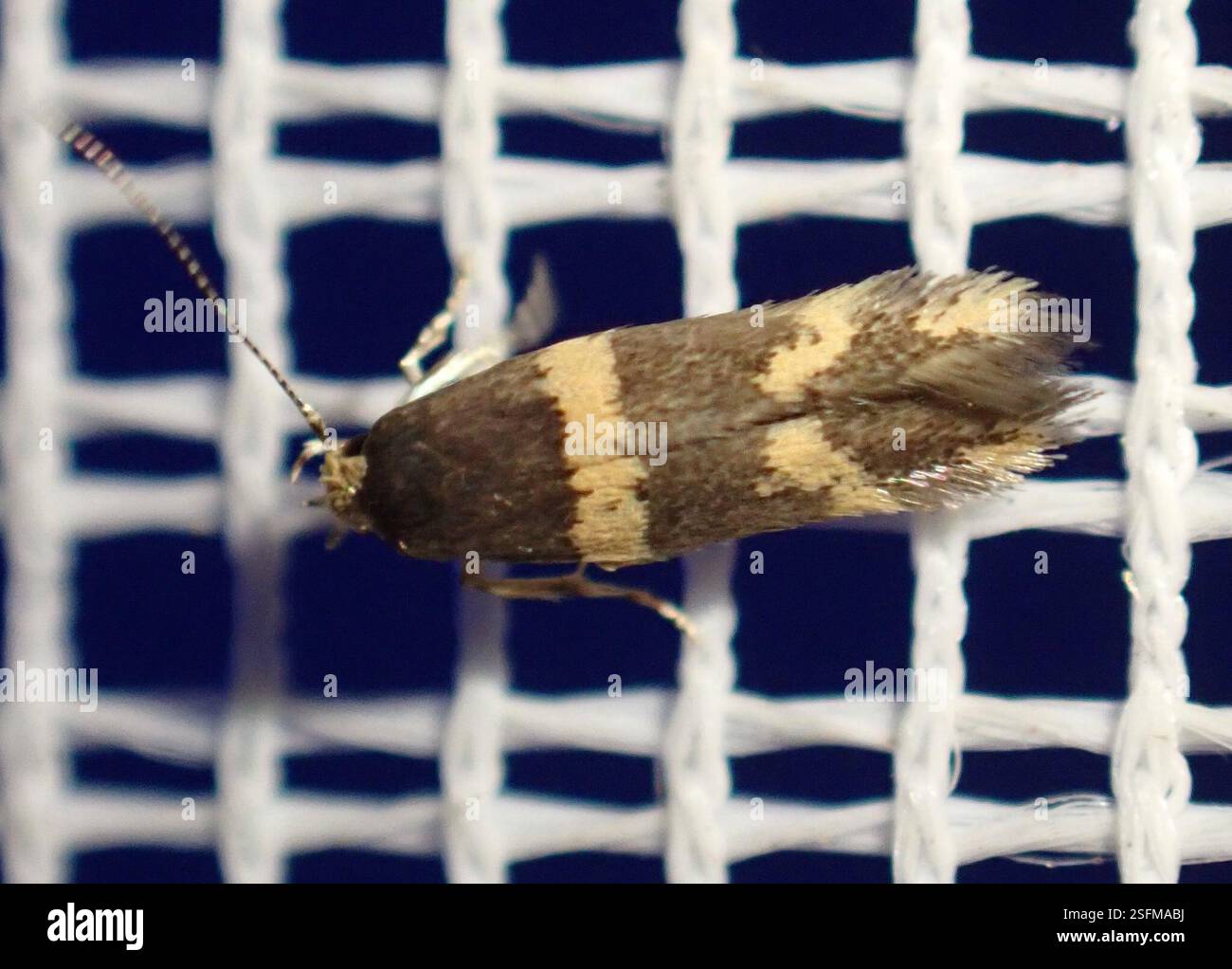 Curved-horn Moths (Gelechioidea), Insecta, Santo Antão, Cape Verde, CV ...