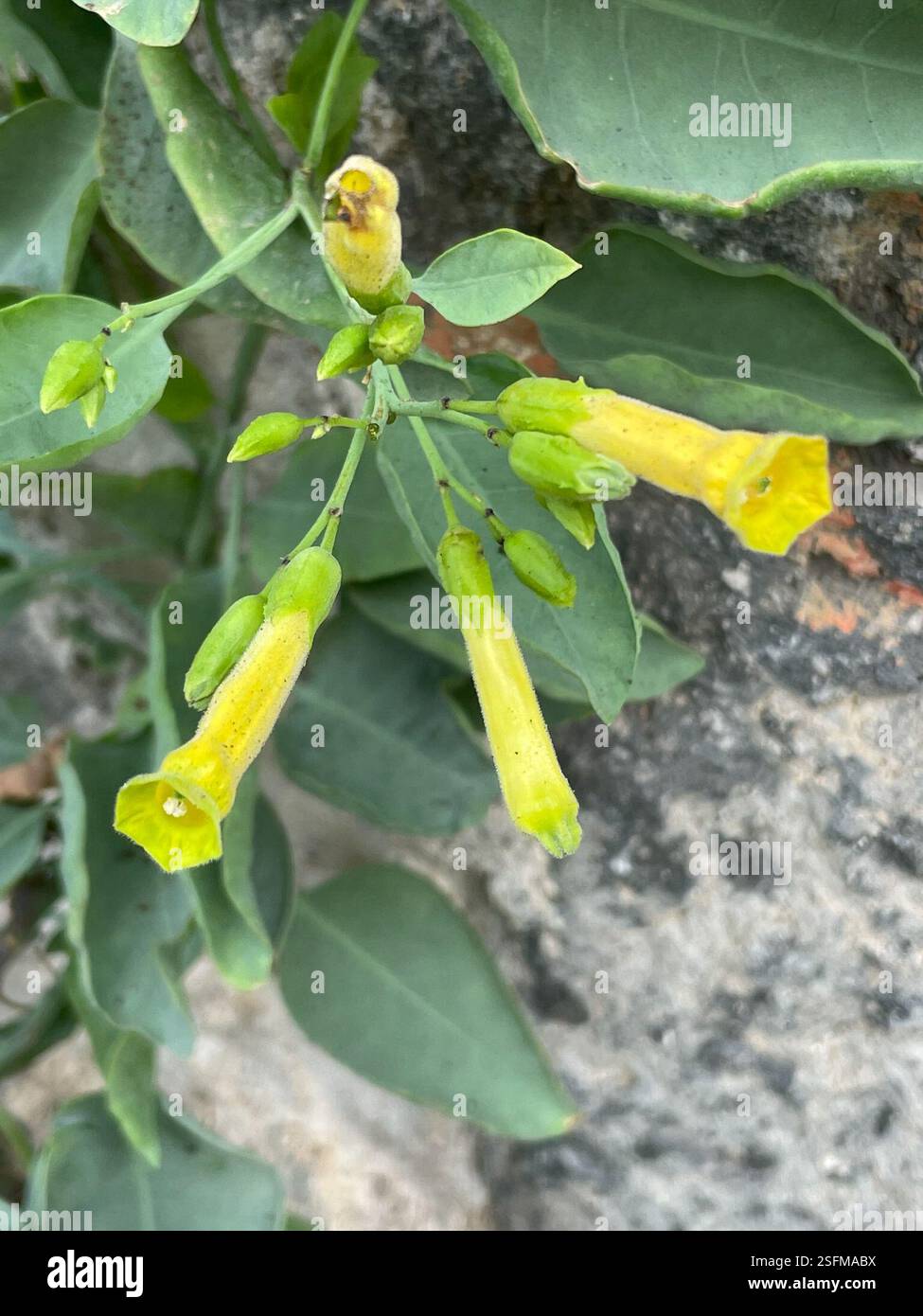 tree tobacco (Nicotiana glauca), Plantae, Santo Antão, Cape Verde, CV ...