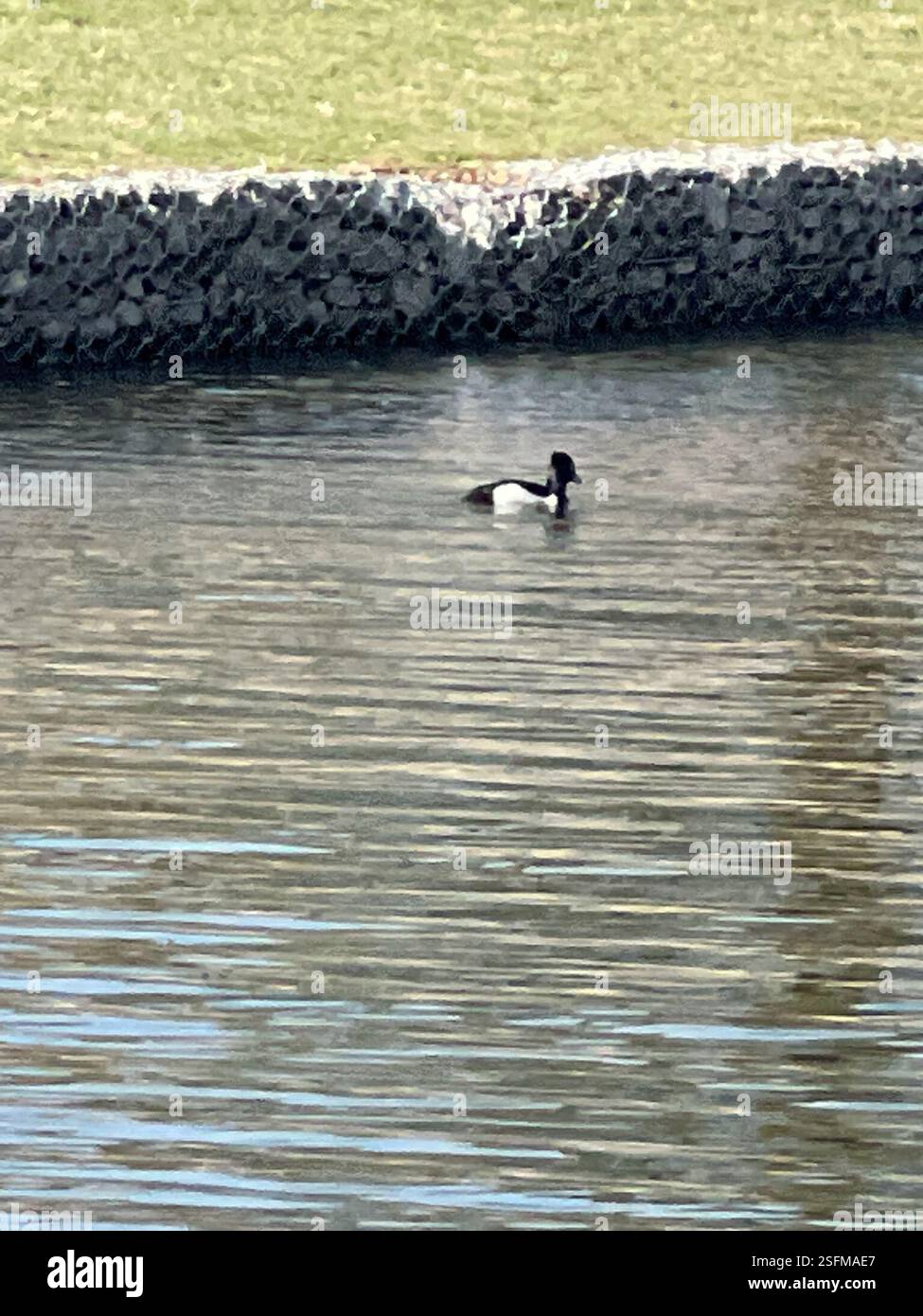 Ring-necked Duck (Aythya collaris), Aves, Katherine B. Winniford Park ...