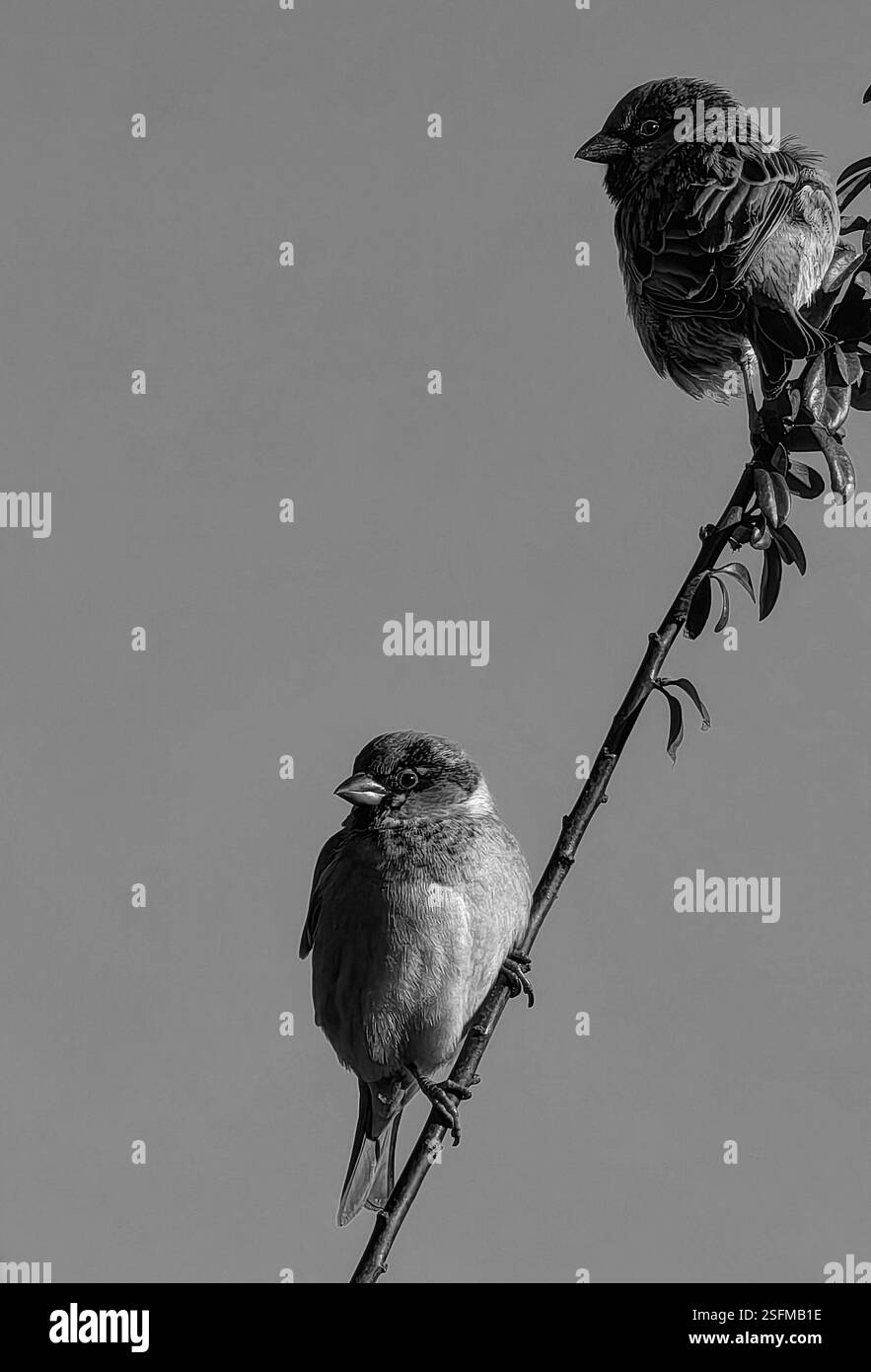 Hanging Around – Two Sparrows on a Twig. Monochrome birds Stock Photo ...