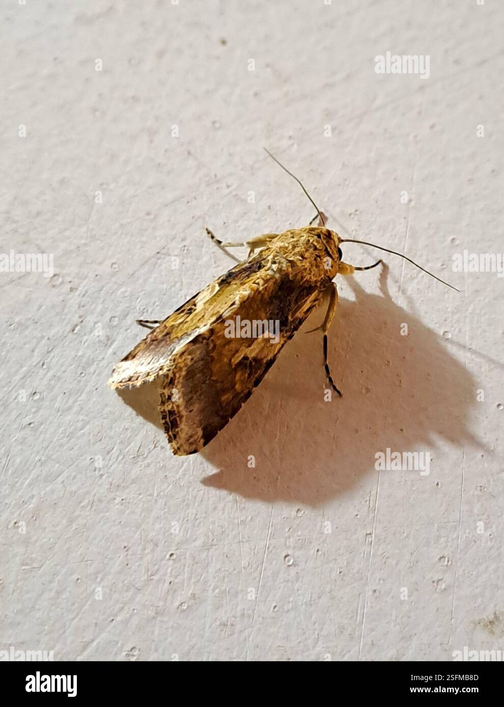 Cutworm Moths and Allies (Noctuidae), Insecta, Lunahuaná, Perú Stock ...