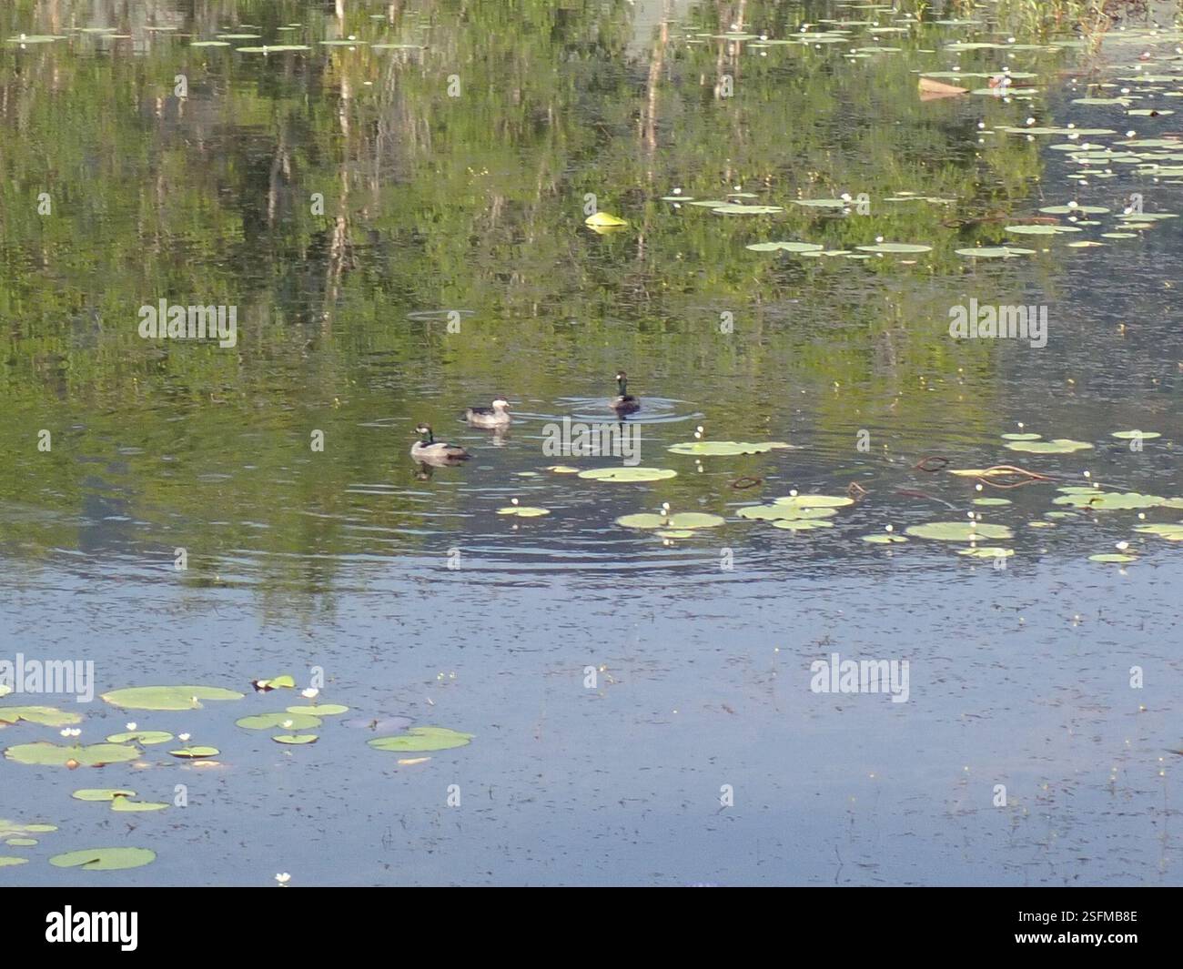 Green Pygmy-Goose (Nettapus pulchellus), Aves, Cairns QLD, Australia ...