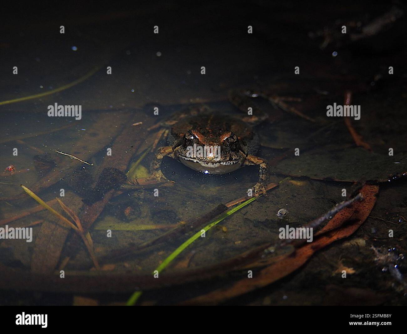 Common Eastern Froglet (Crinia signifera), Amphibia, Hobart TAS ...
