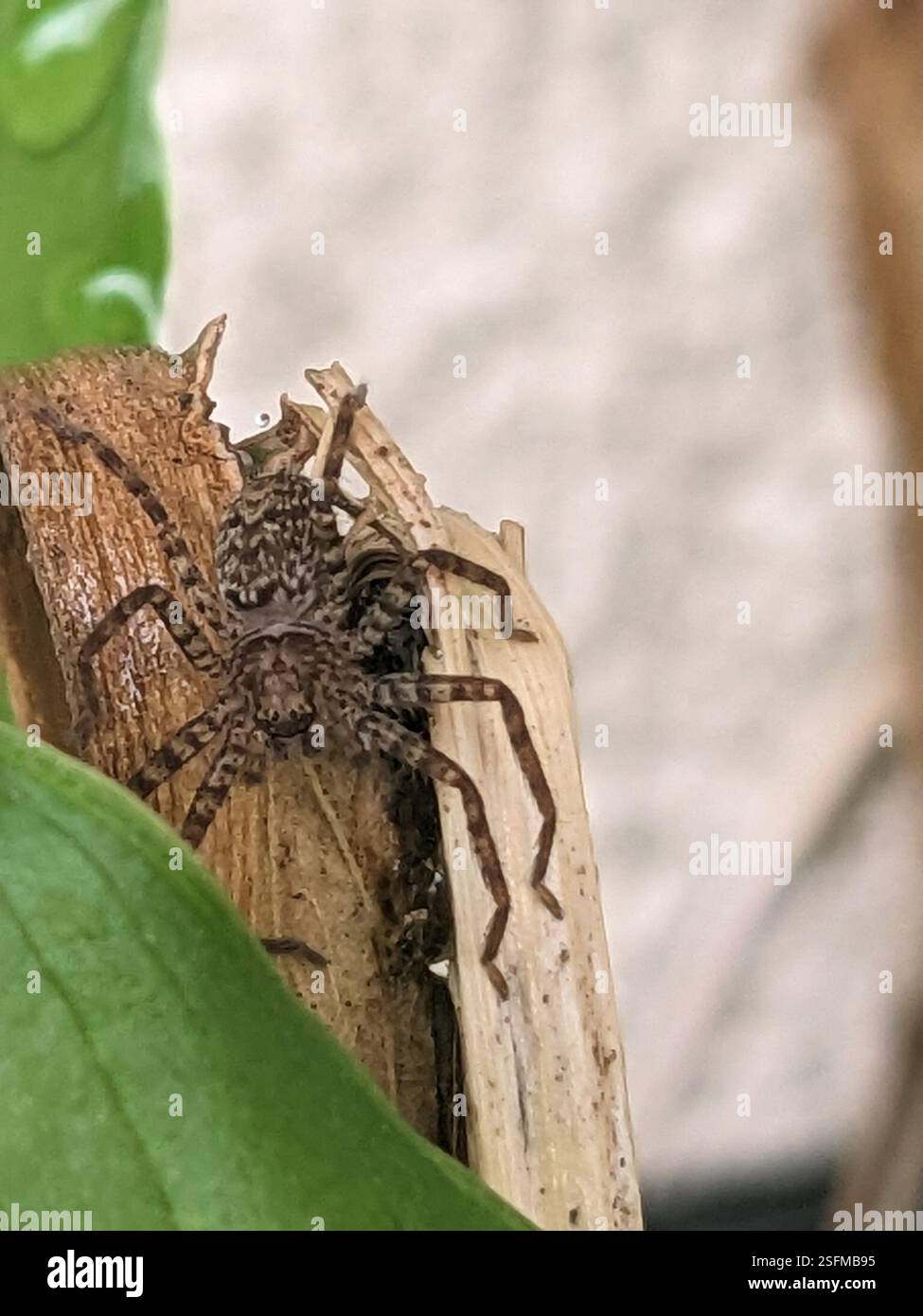 Giant Huntsman Spiders (Heteropoda), Arachnida, Zillmere Rd near ...