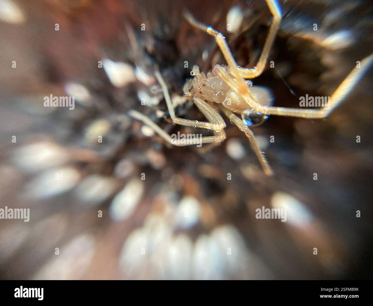 Mediterranean recluse (Loxosceles rufescens), Arachnida, Cala Mondragó ...