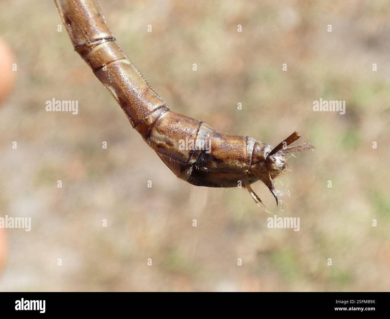 Twilight Darner (Gynacantha nervosa), Insecta, River Rd. Preserve ...