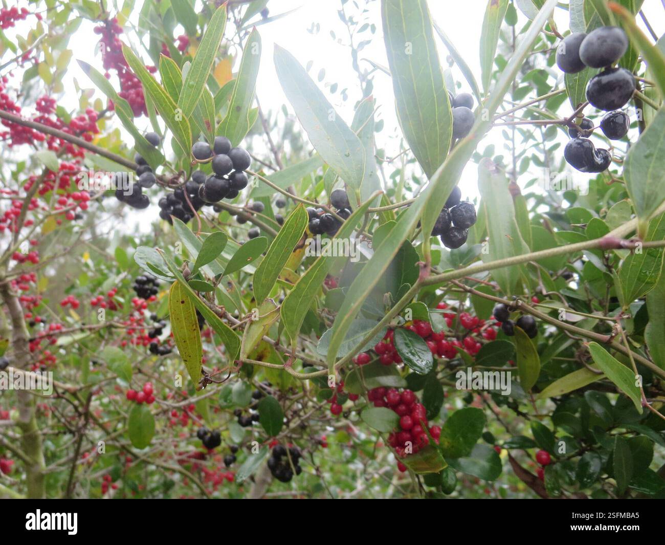 greenbrier family (Smilacaceae), Plantae, Windsor Forest, Savannah, GA ...