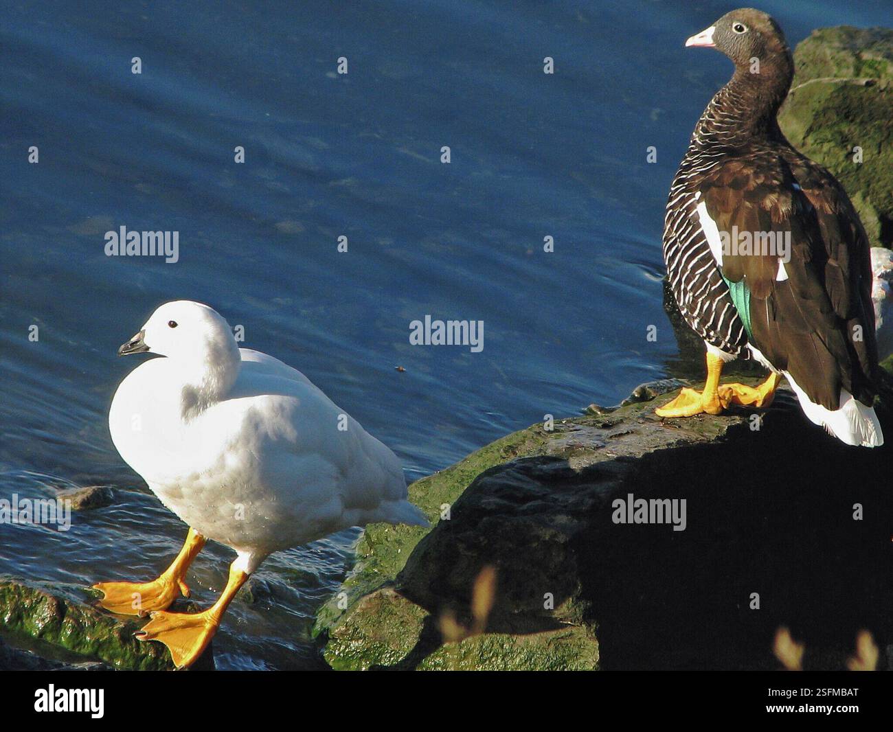 Kelp Goose (Chloephaga hybrida), Aves, Ushuaia, AR-TF, AR Stock Photo ...