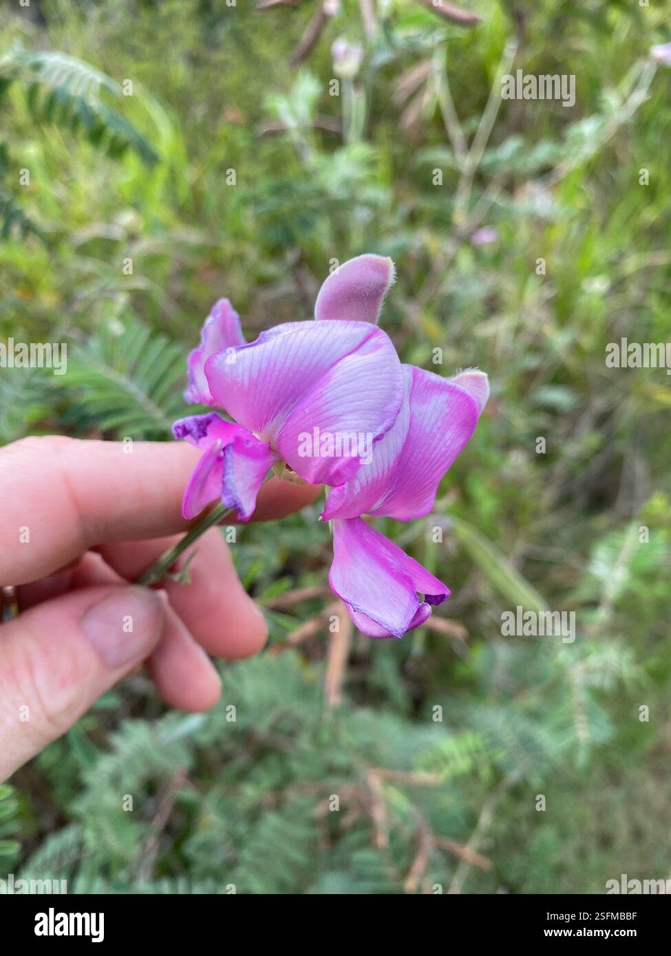 Grand Hoarypea (Tephrosia grandiflora), Plantae, Southeast Outer ...