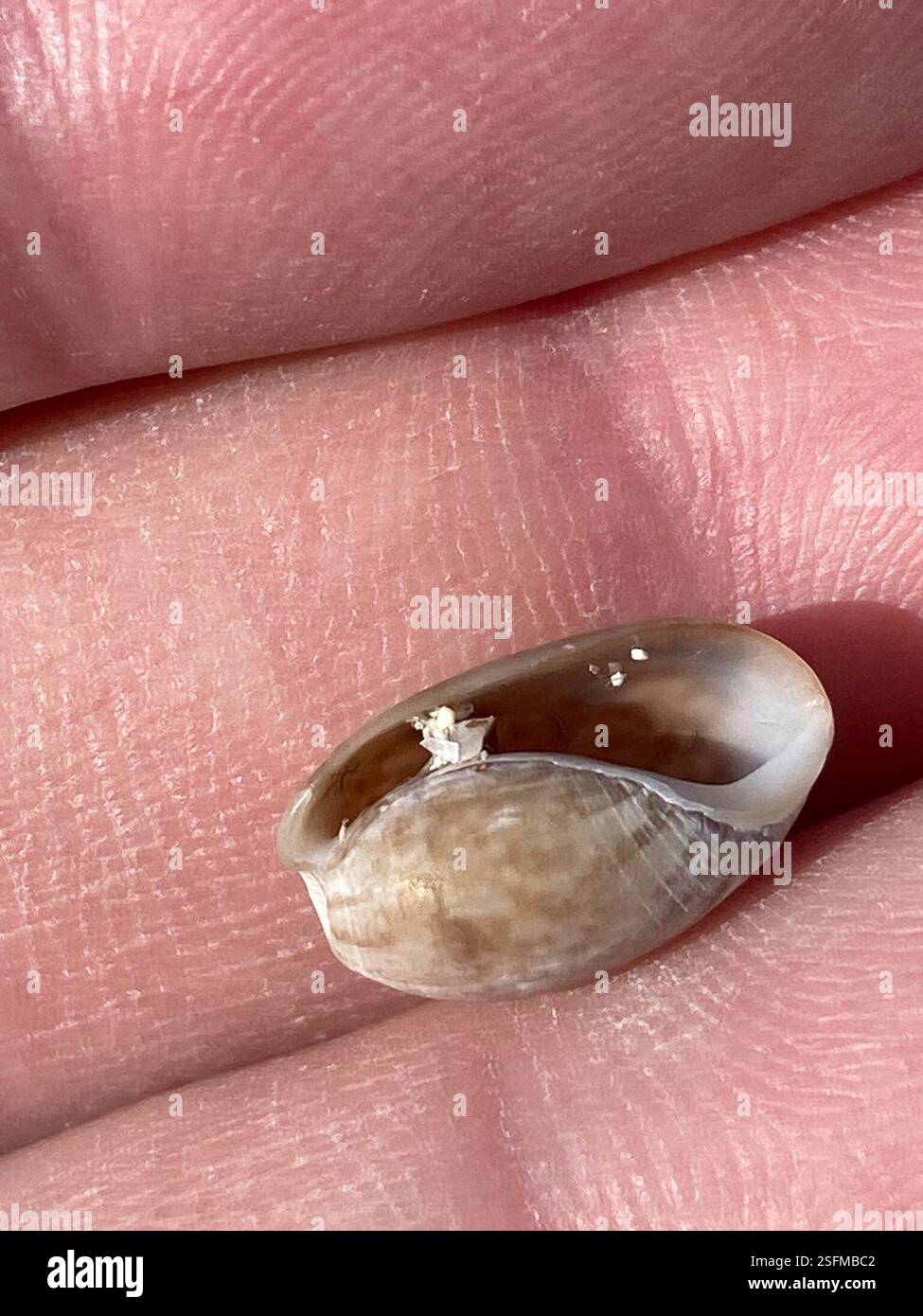 Common Atlantic Bubble (Bulla striata), Mollusca, Puerto de Campos, Ses ...