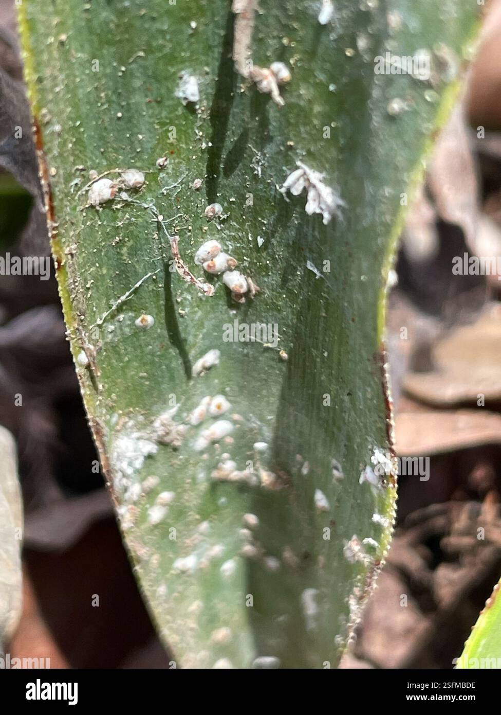 Armored Scale Insects (Diaspididae), Insecta, Boerne City Park, Boerne ...