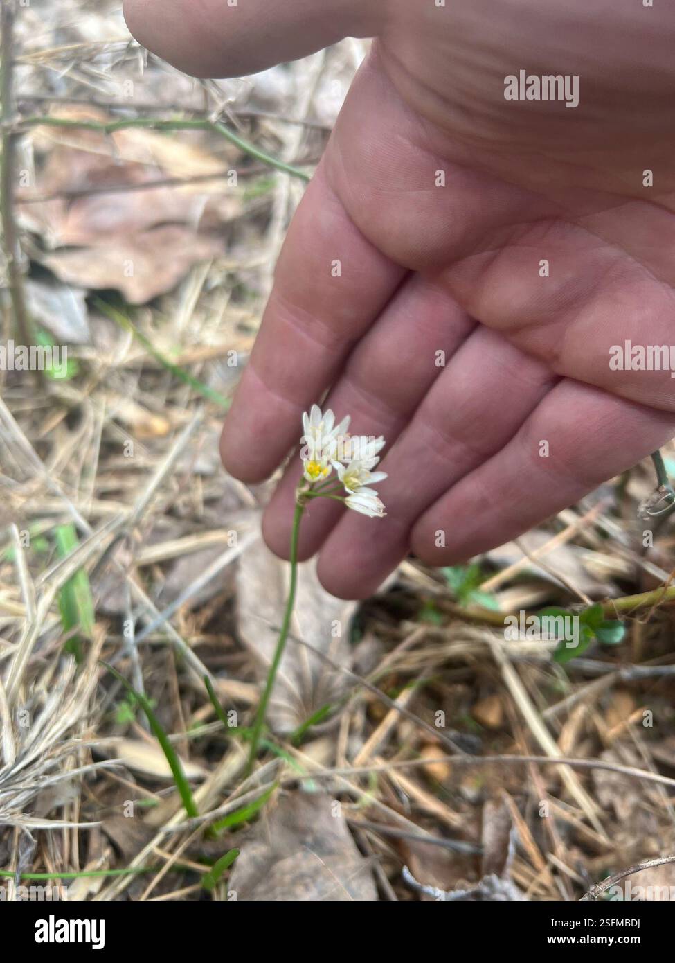 crowpoison (Nothoscordum bivalve), Plantae, Tombigbee National Forest ...
