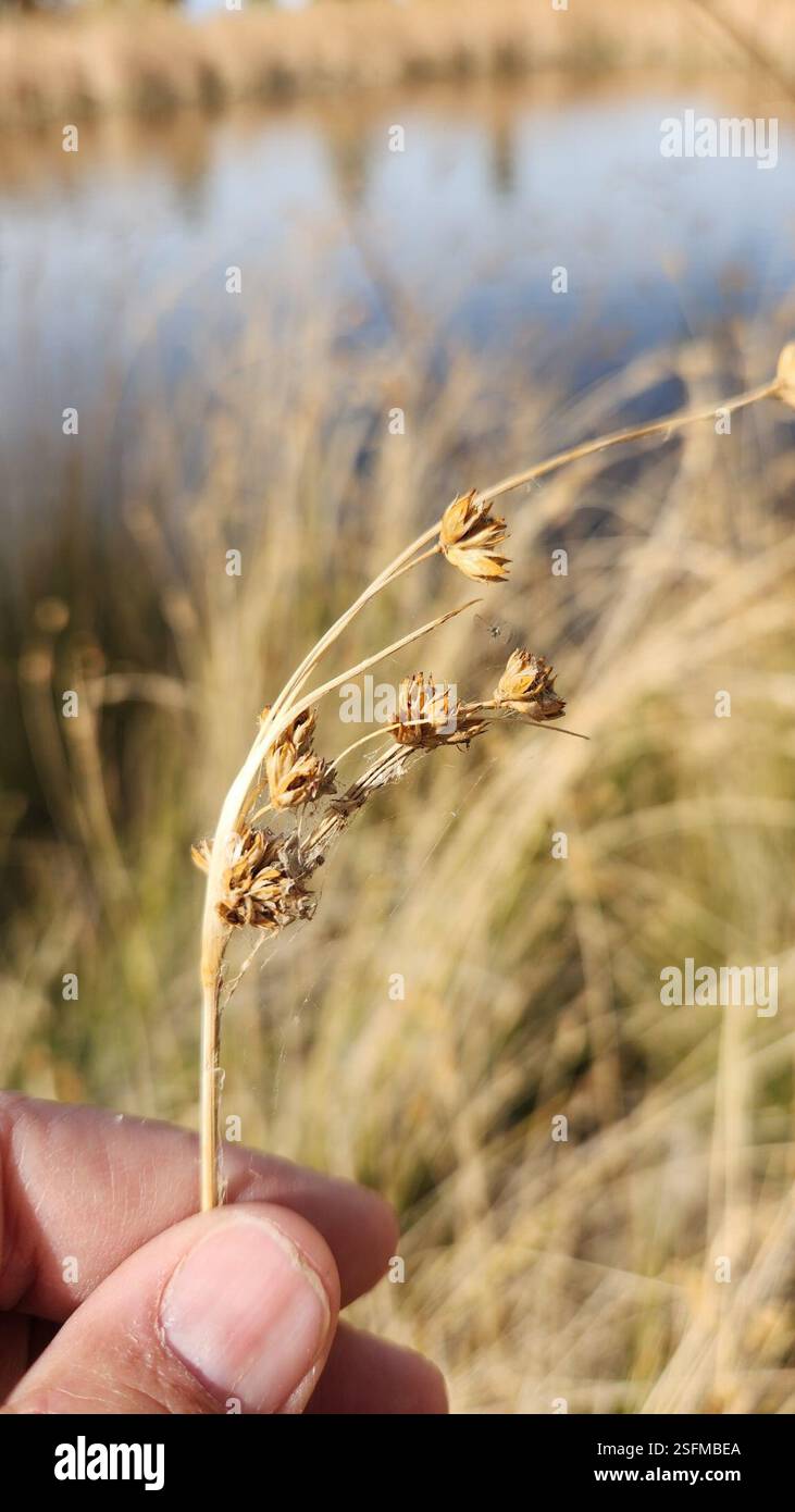 cooper's rush (Juncus cooperi), Plantae, Riverside County, US-CA, US ...