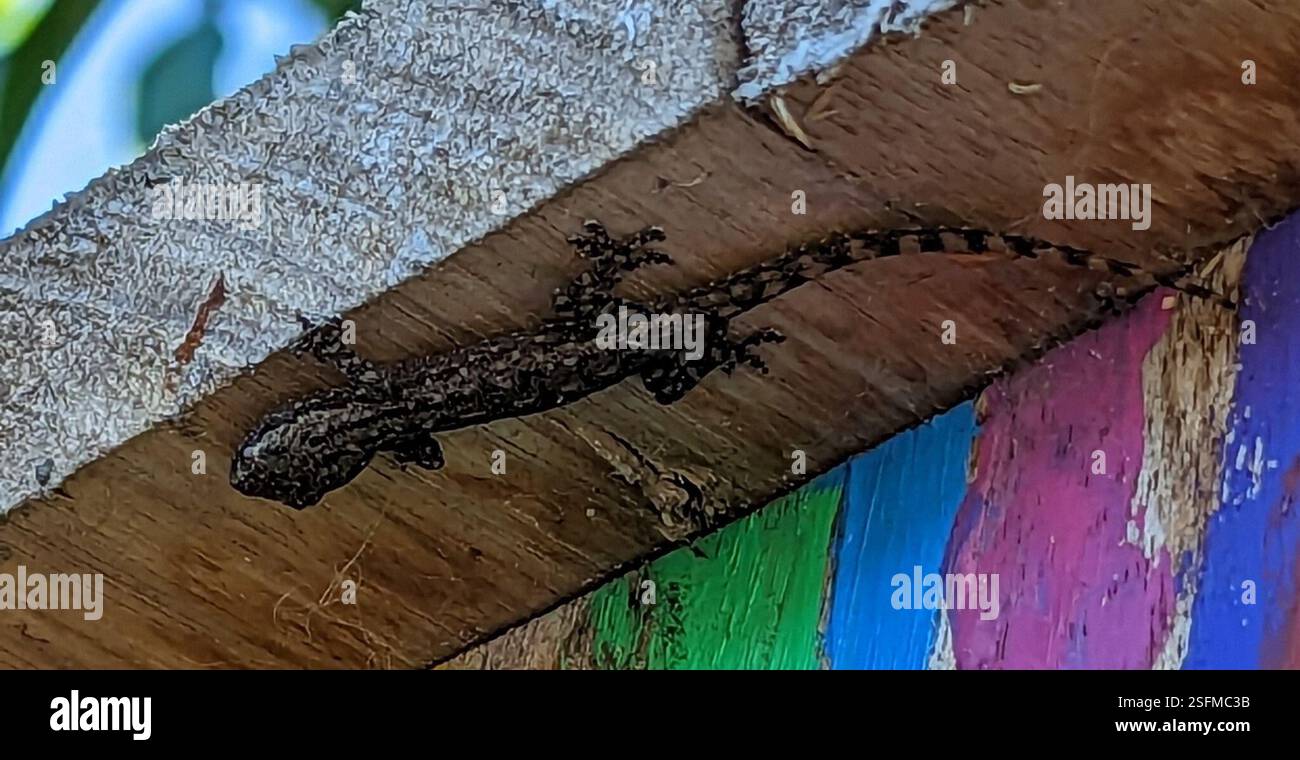 Asian House Gecko (Hemidactylus frenatus), Reptilia, Thornlands QLD ...