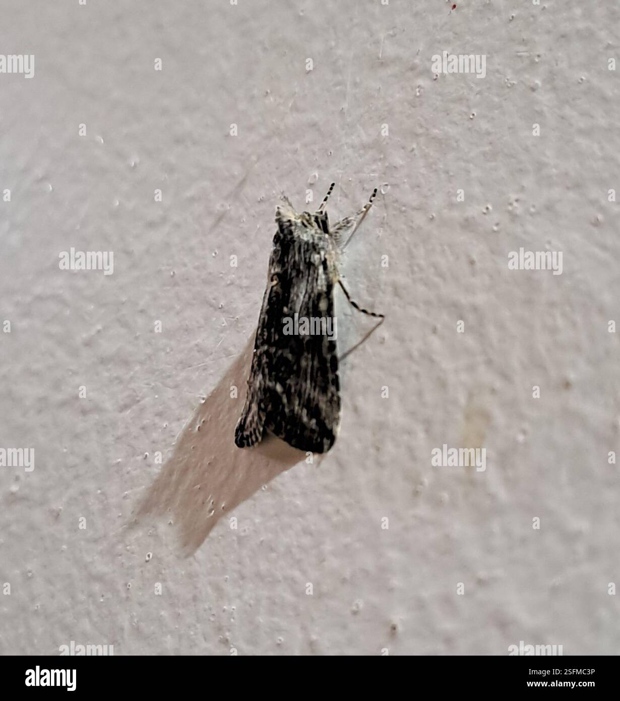 Owlet Moths and Allies (Noctuoidea), Insecta, Lunahuaná, Perú Stock ...