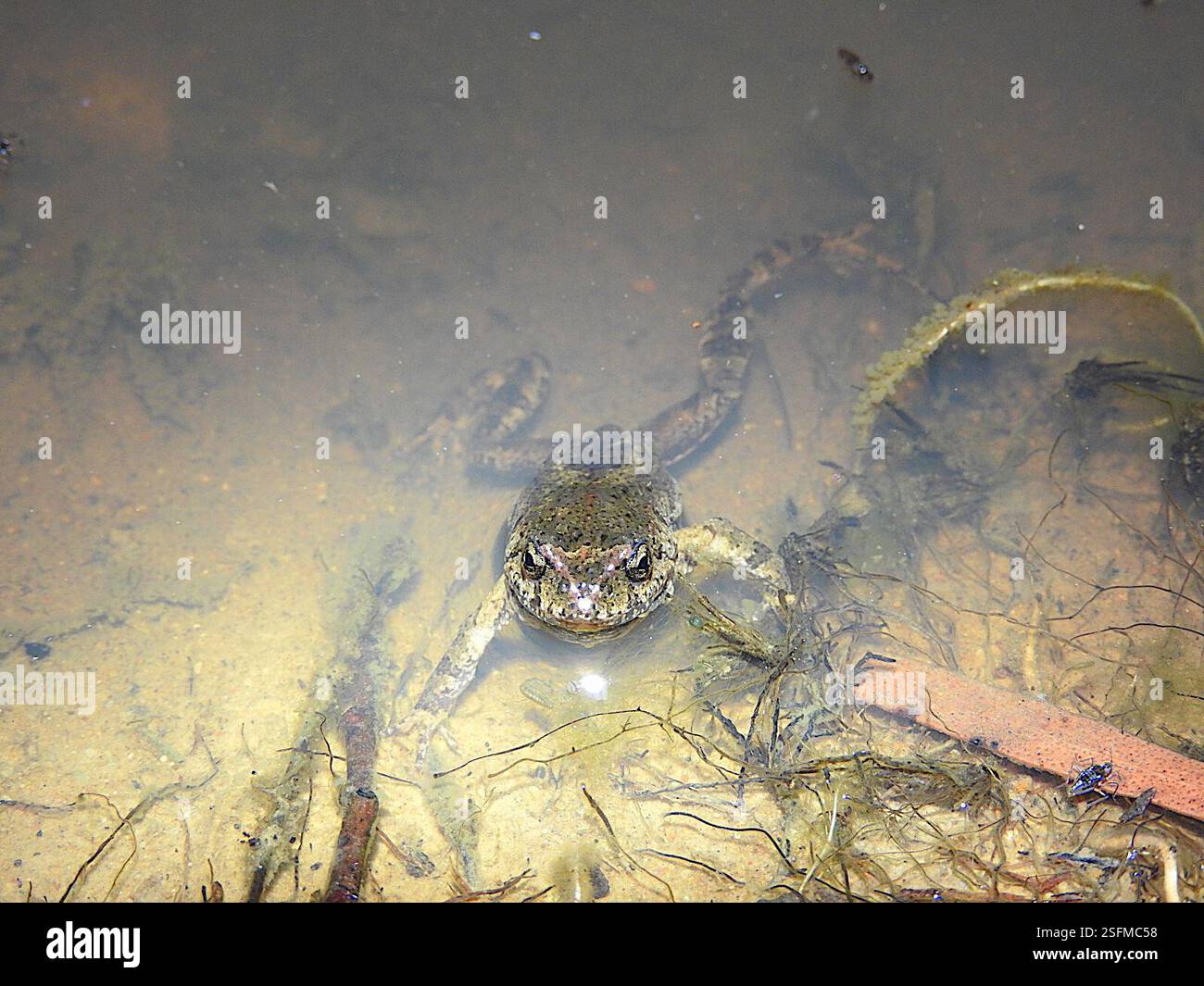Common Eastern Froglet (Crinia signifera), Amphibia, Hobart TAS ...