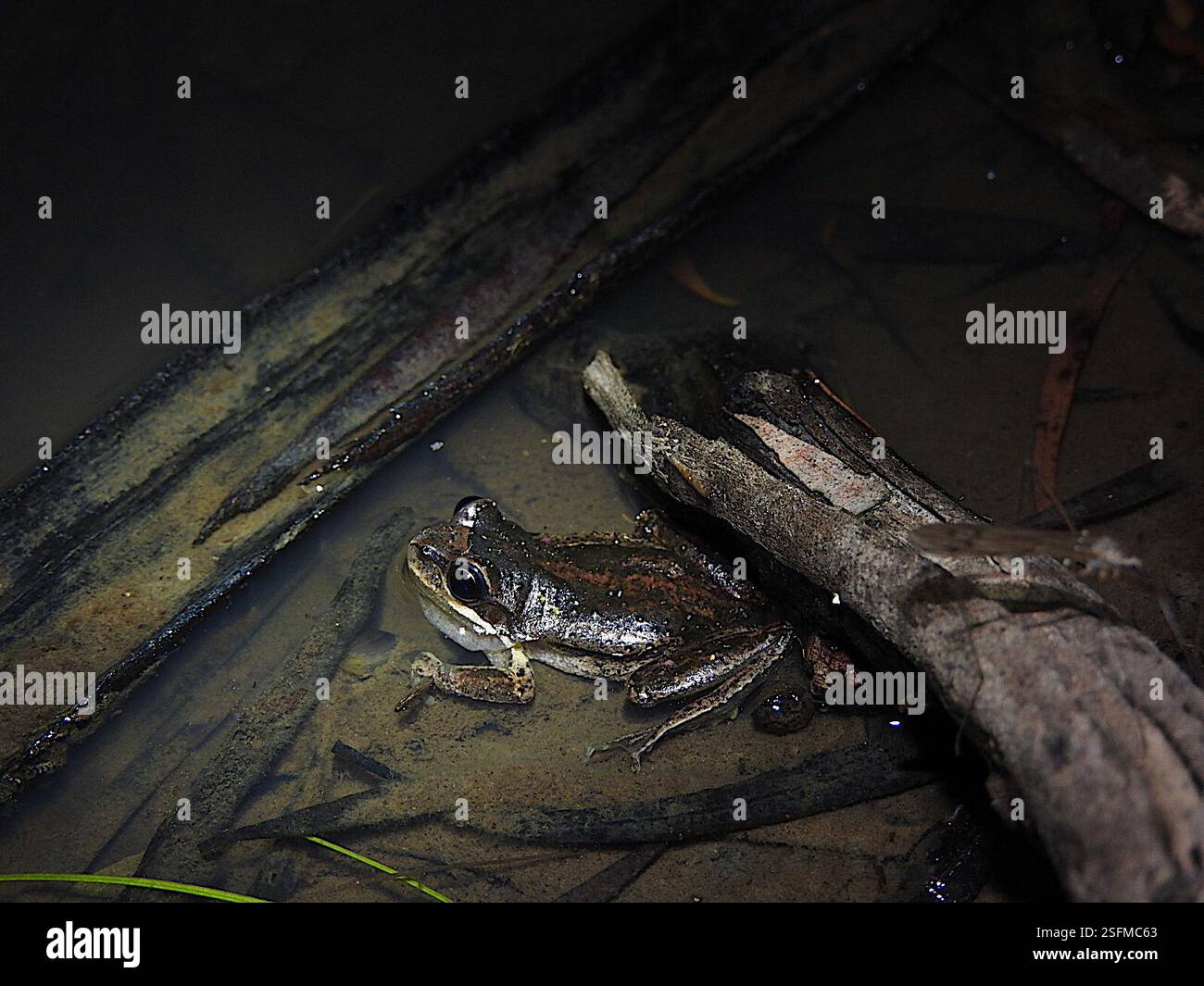 Brown Tree Frog (Litoria ewingii), Amphibia, Hobart TAS, Australia ...
