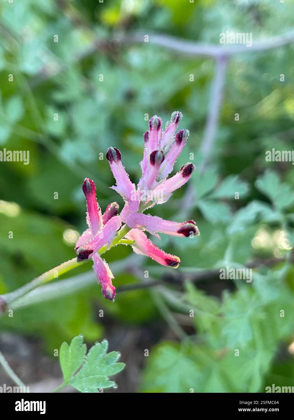 common ramping-fumitory (Fumaria muralis), Plantae, Ennis Joslin Rd ...