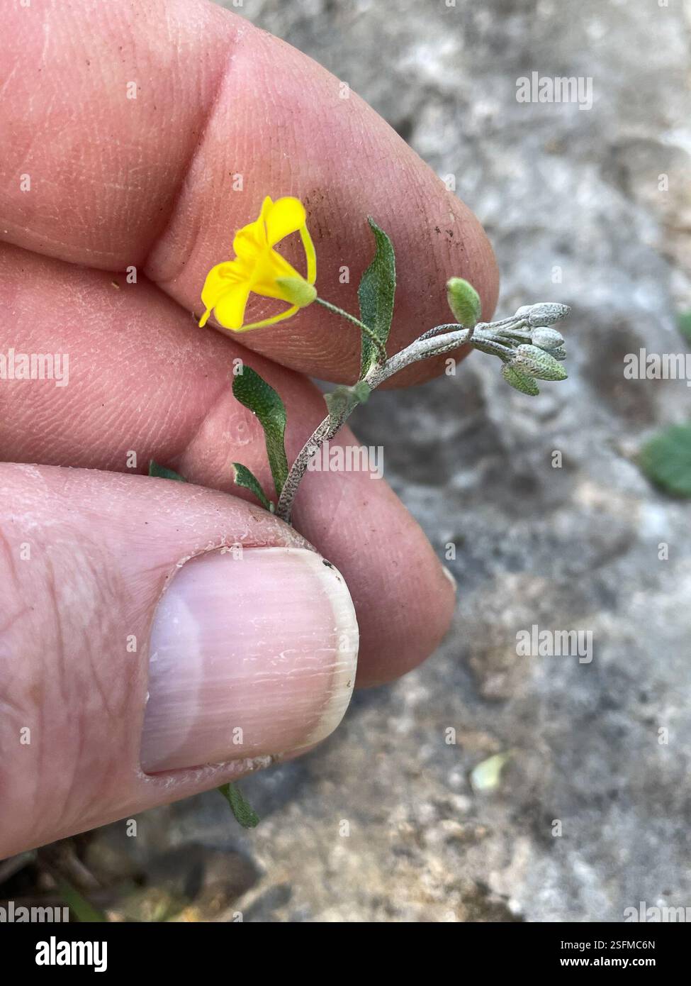 Gaslight Bladderpod (Physaria recurvata), Plantae, Temple, TX, US Stock ...
