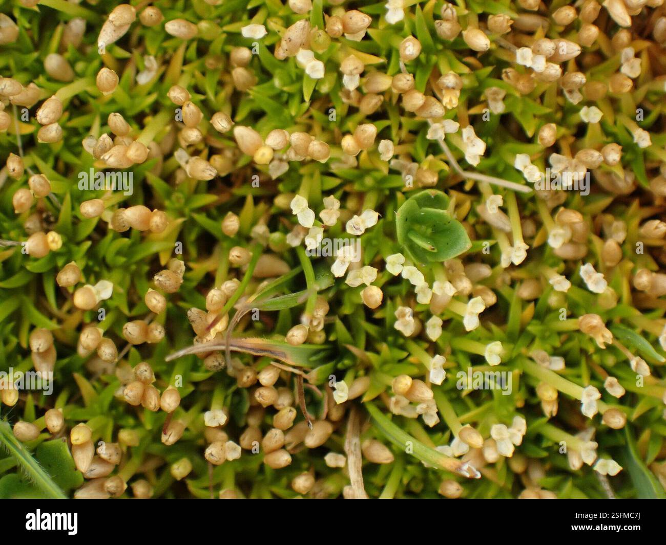 Knawel (Scleranthus biflorus), Plantae, Tasmania, AU Stock Photo - Alamy