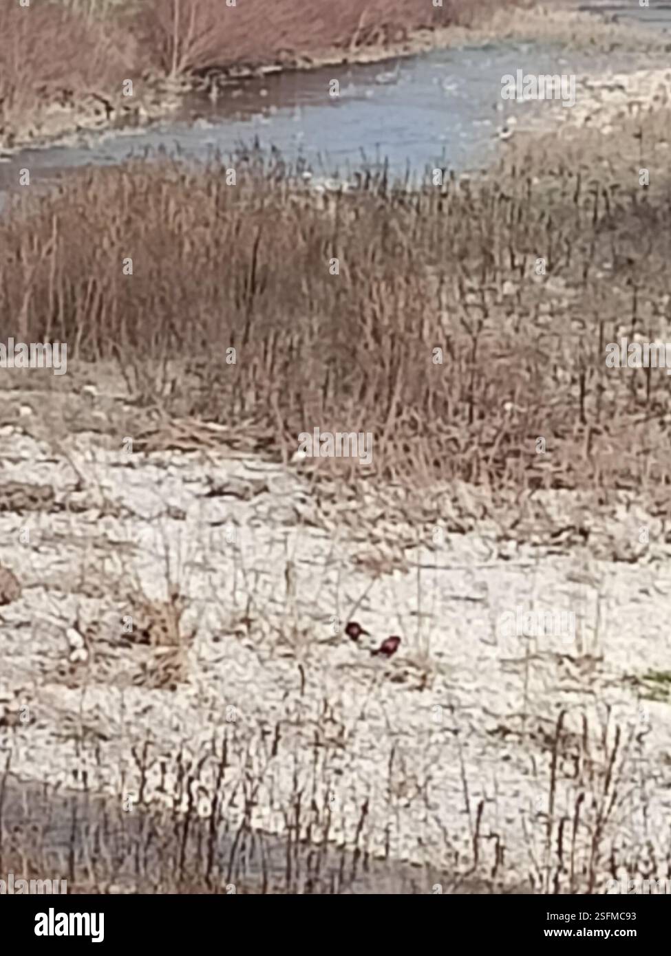 Ring-necked Pheasant (Phasianus colchicus), Aves, Piazzale Fiume Villa ...