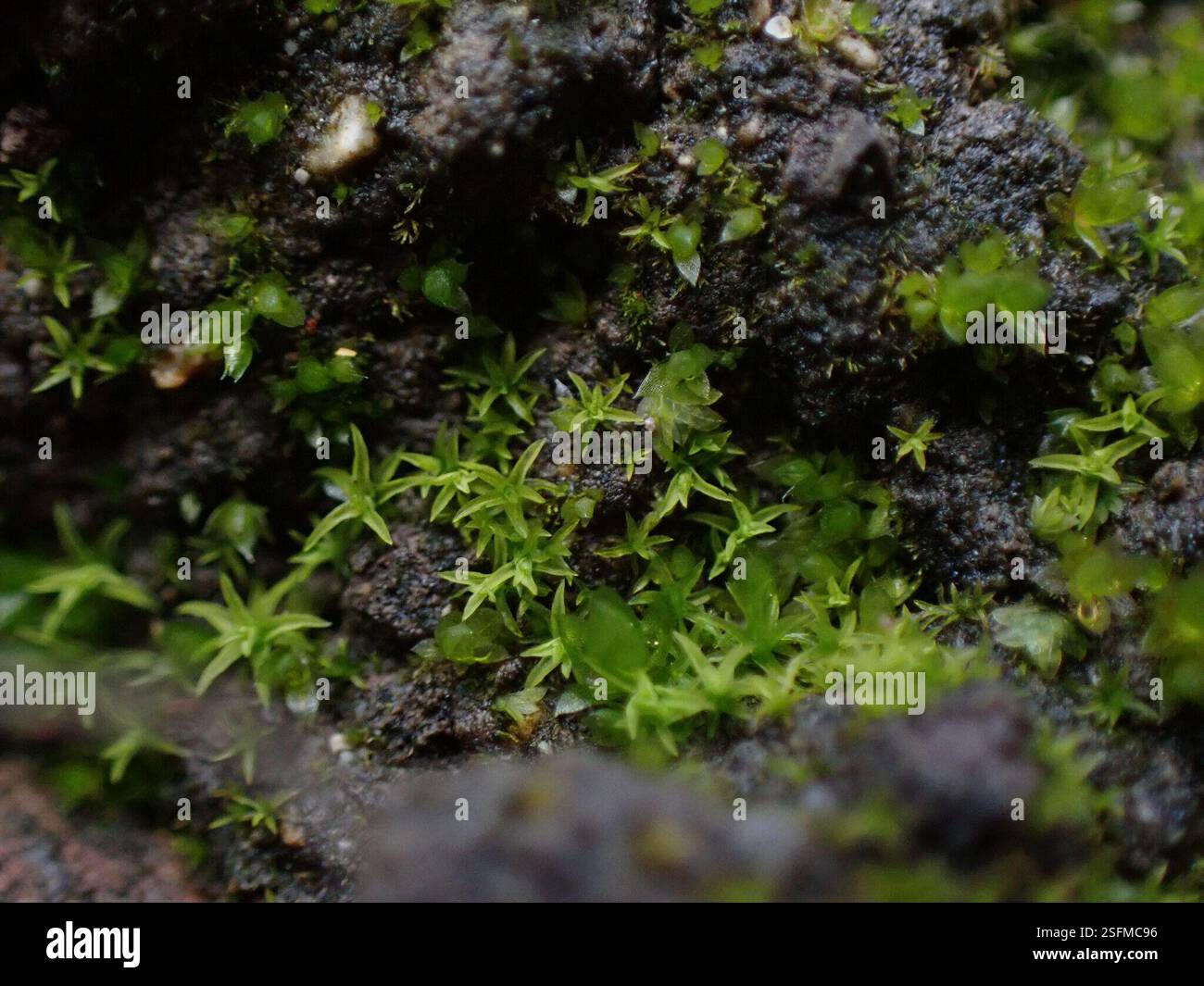 Green-tufted Stubble Moss (Weissia controversa), Plantae, Ucluelet, BC ...