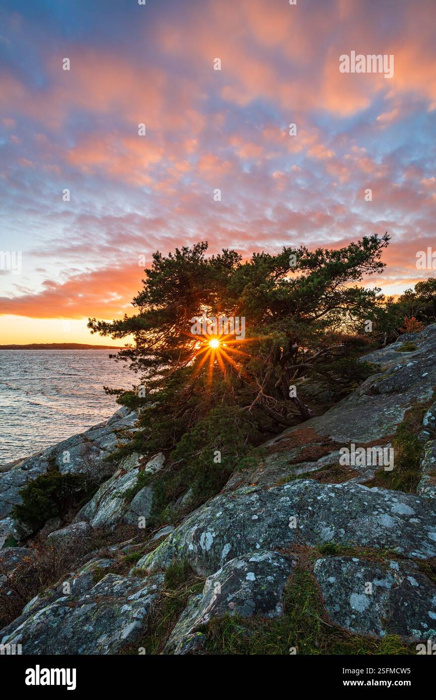 A stunning sunset casts warm golden rays through the branches of a tree ...