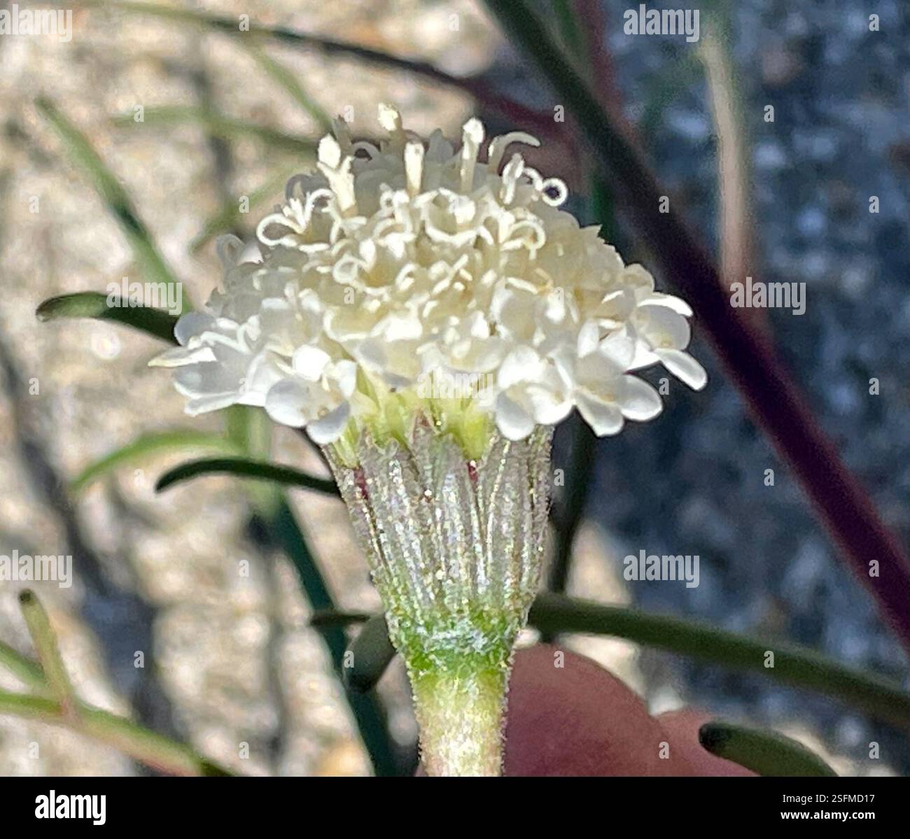 Fremont's pincushion (Chaenactis fremontii), Plantae, Henderson Canyon ...