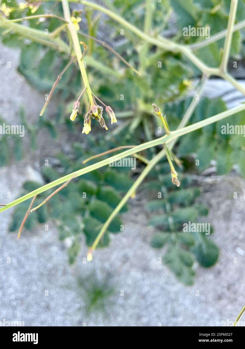 Saharan Mustard (Brassica tournefortii), Plantae, Henderson Canyon Rd ...