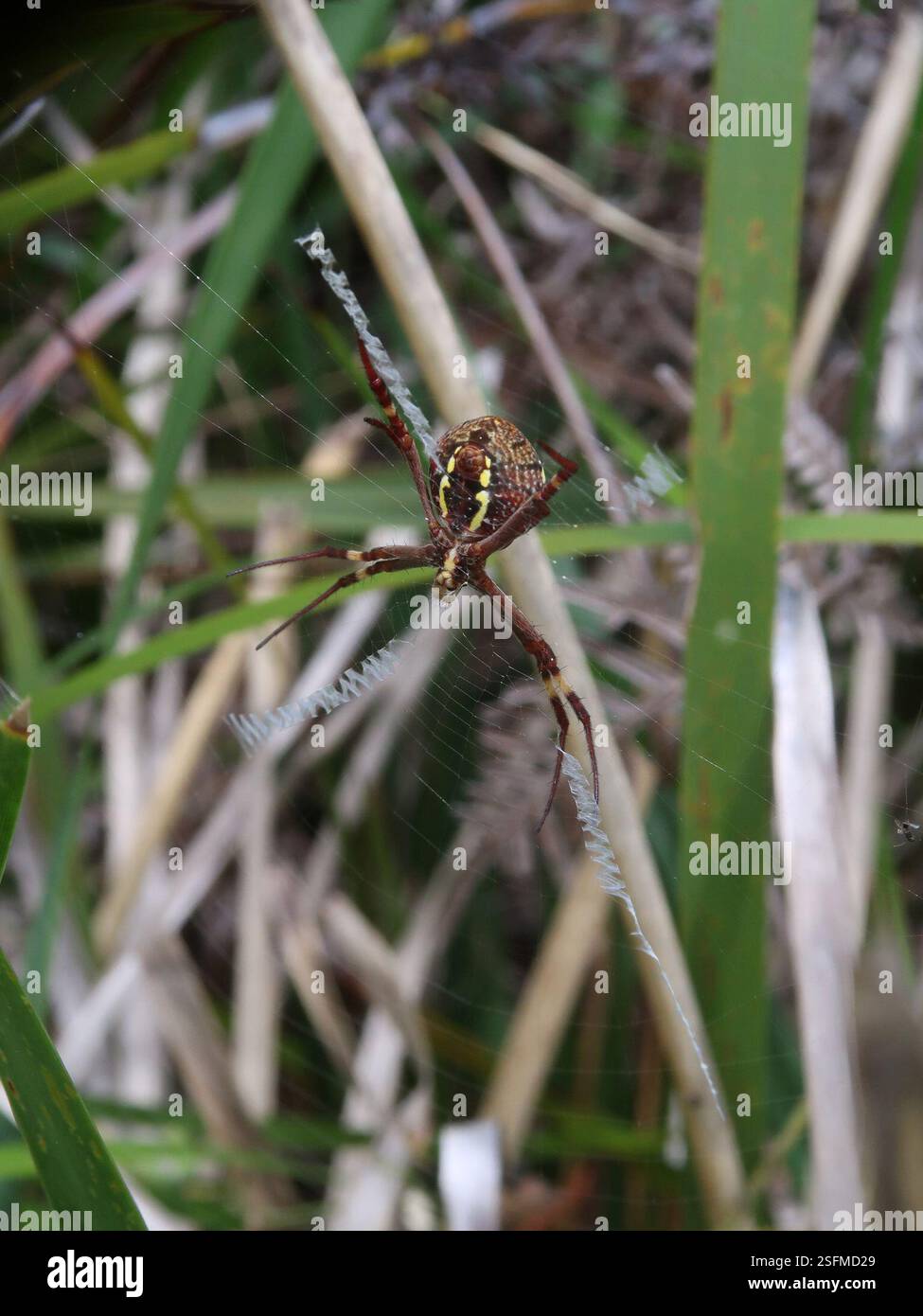 Saint Andrew's Cross Spider (Argiope keyserlingi), Arachnida, Pipers ...