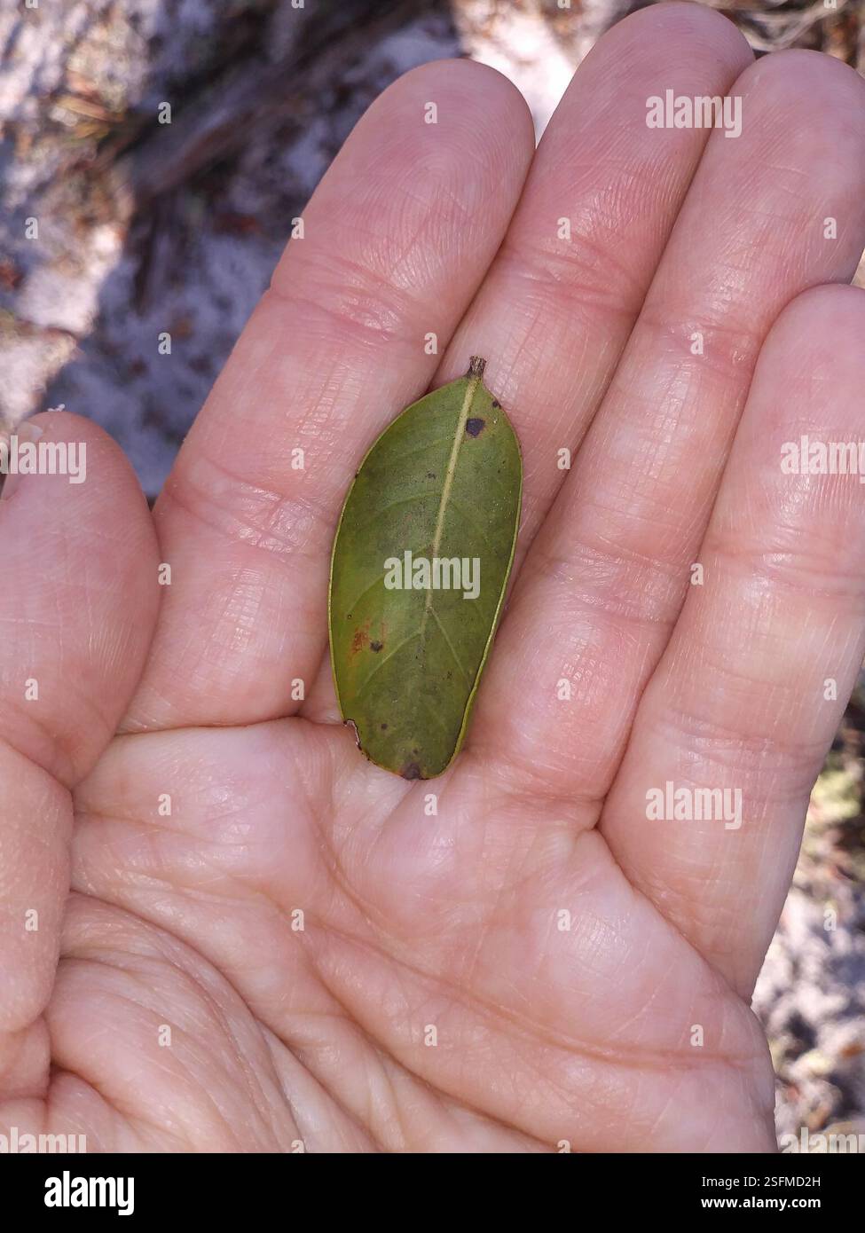 Florida scrub oak (Quercus inopina), Plantae, Polk County, FL, USA ...