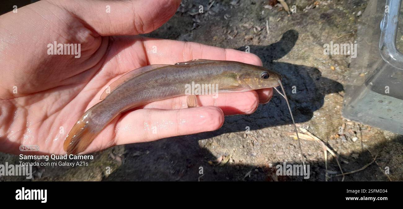Pale Catfish (Rhamdia guatemalensis), Actinopterygii, Antón, Panamá ...