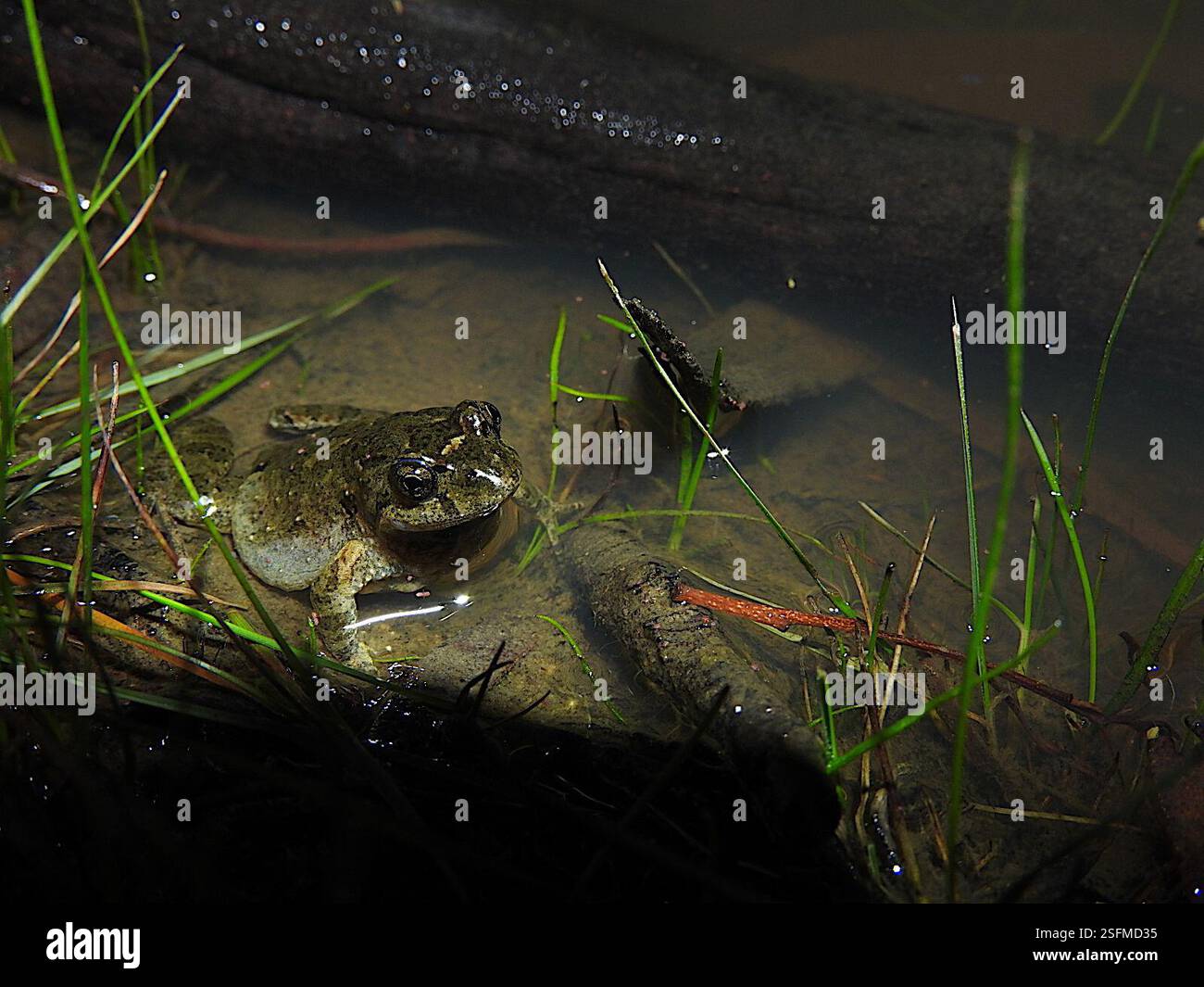 Common Eastern Froglet (Crinia signifera), Amphibia, Hobart TAS ...