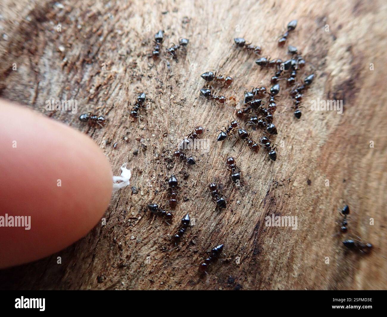 (Crematogaster), Insecta, Dungog, Found under the bark of a forest red ...