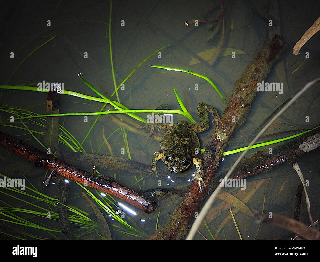 Common Eastern Froglet (Crinia signifera), Amphibia, Hobart TAS ...