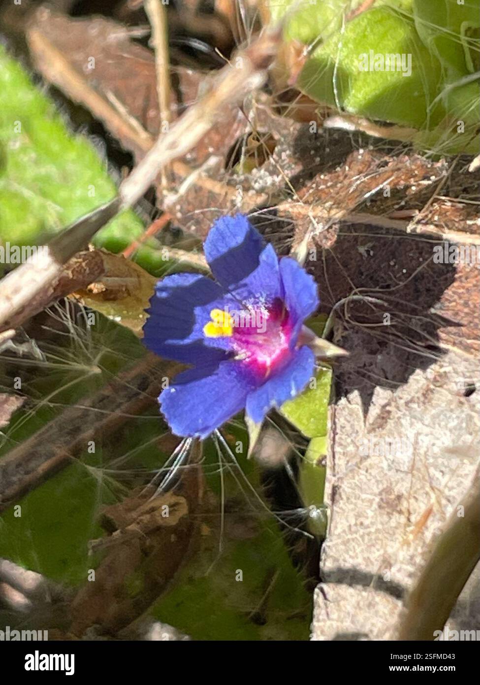 Foemina Blue Pimpernel (Lysimachia foemina), Plantae, Mustang Island ...