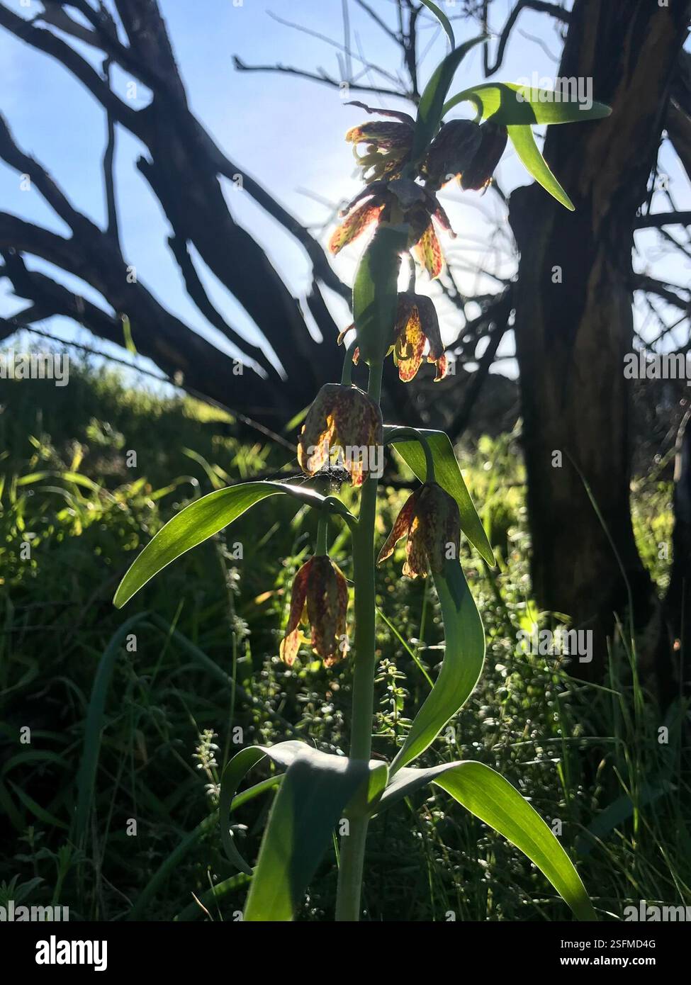 checker lily (Fritillaria affinis), Plantae, Swartz Canyon, Napa ...