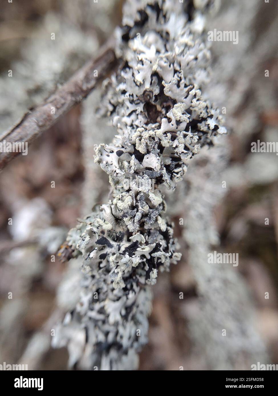 Hooded Tube Lichen (Hypogymnia physodes), Fungi, Wyspa Sobieszewska ...