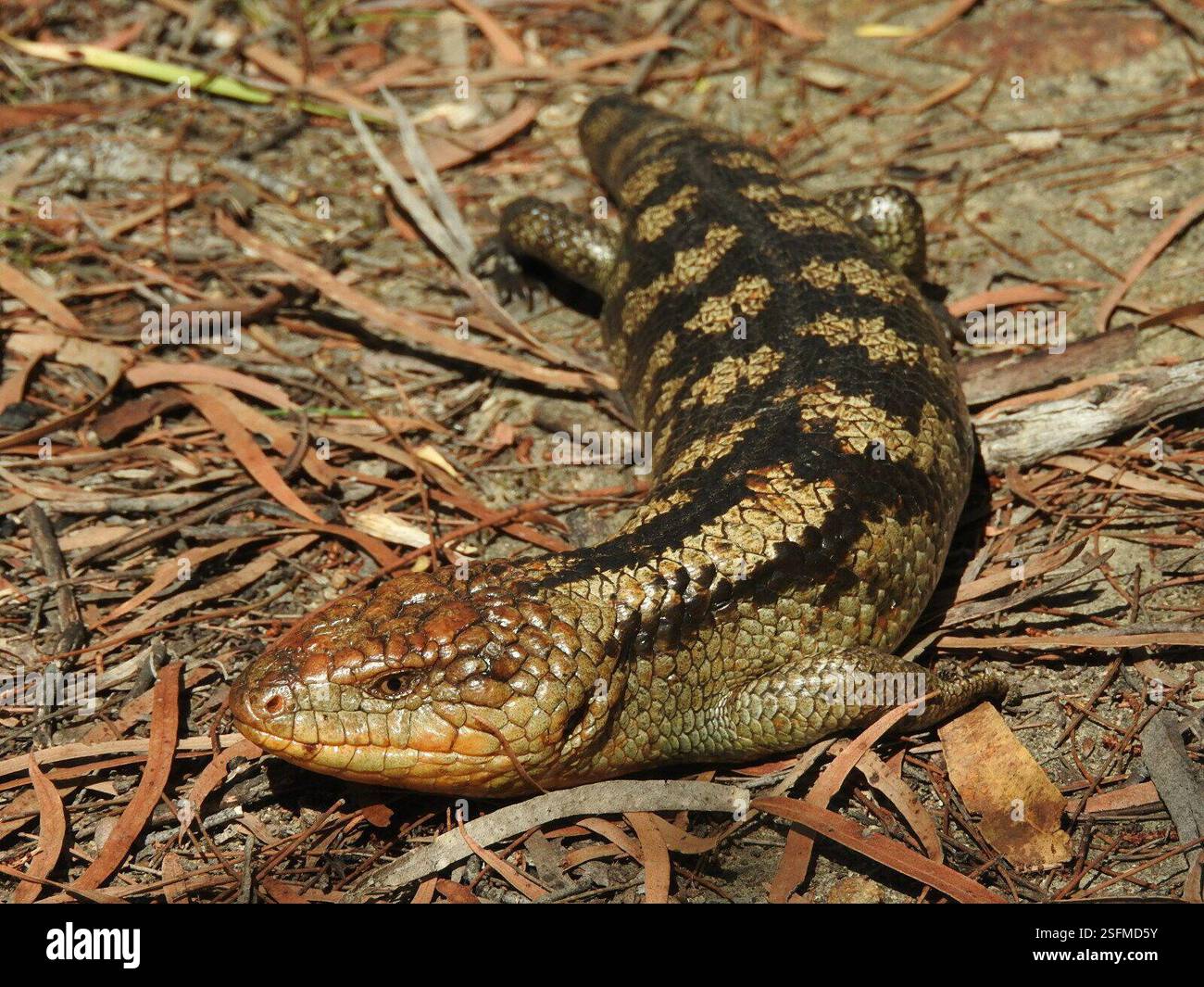 Blotched Bluetongue (Tiliqua nigrolutea), Reptilia, Hobart TAS ...