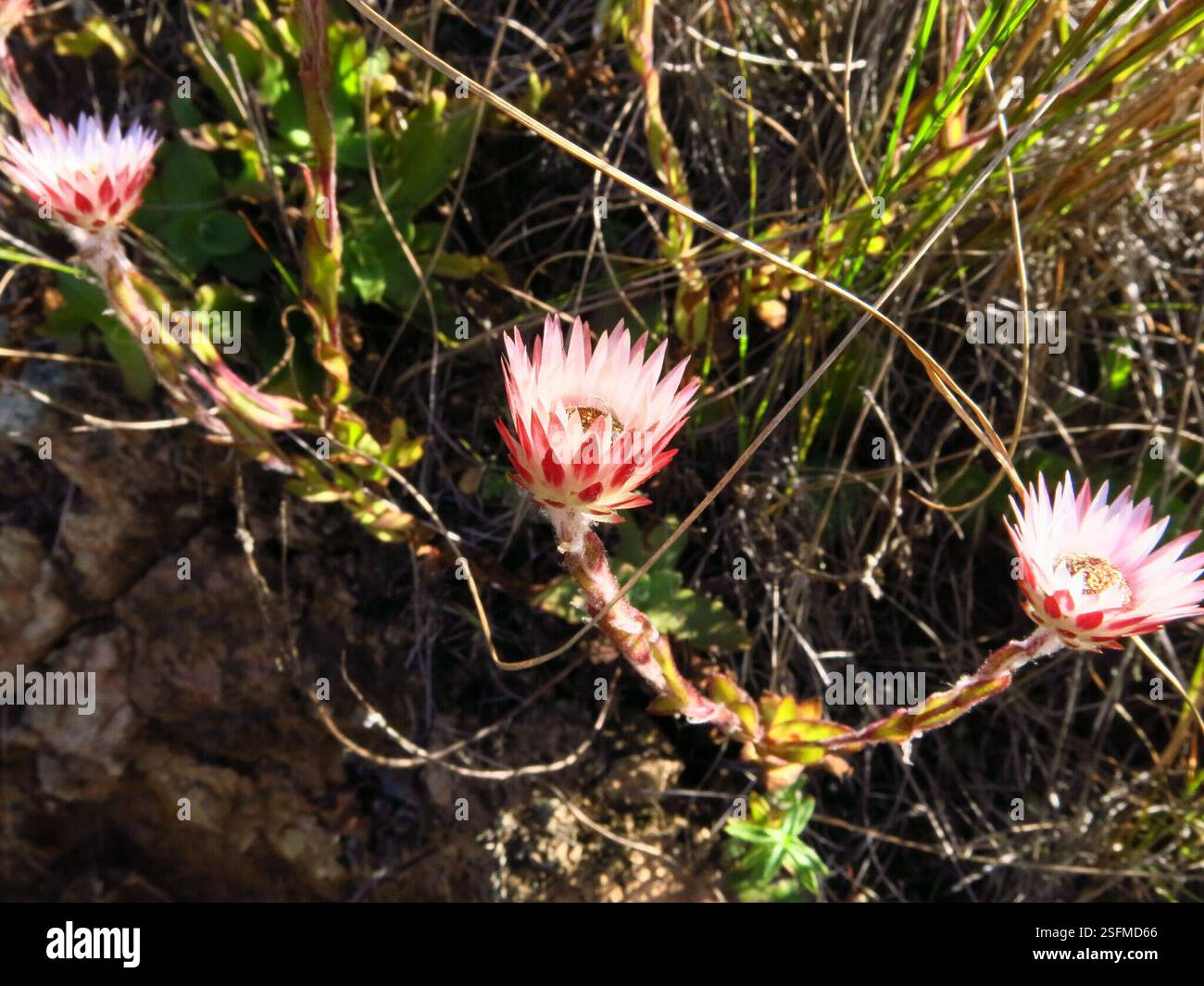 Pink Everlasting (Helichrysum adenocarpum), Plantae, Howick, 3290 ...