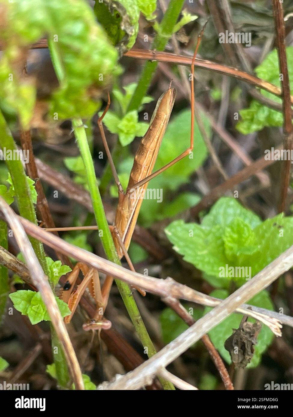 False Garden Mantis (Pseudomantis albofimbriata), Insecta, Melbourne ...