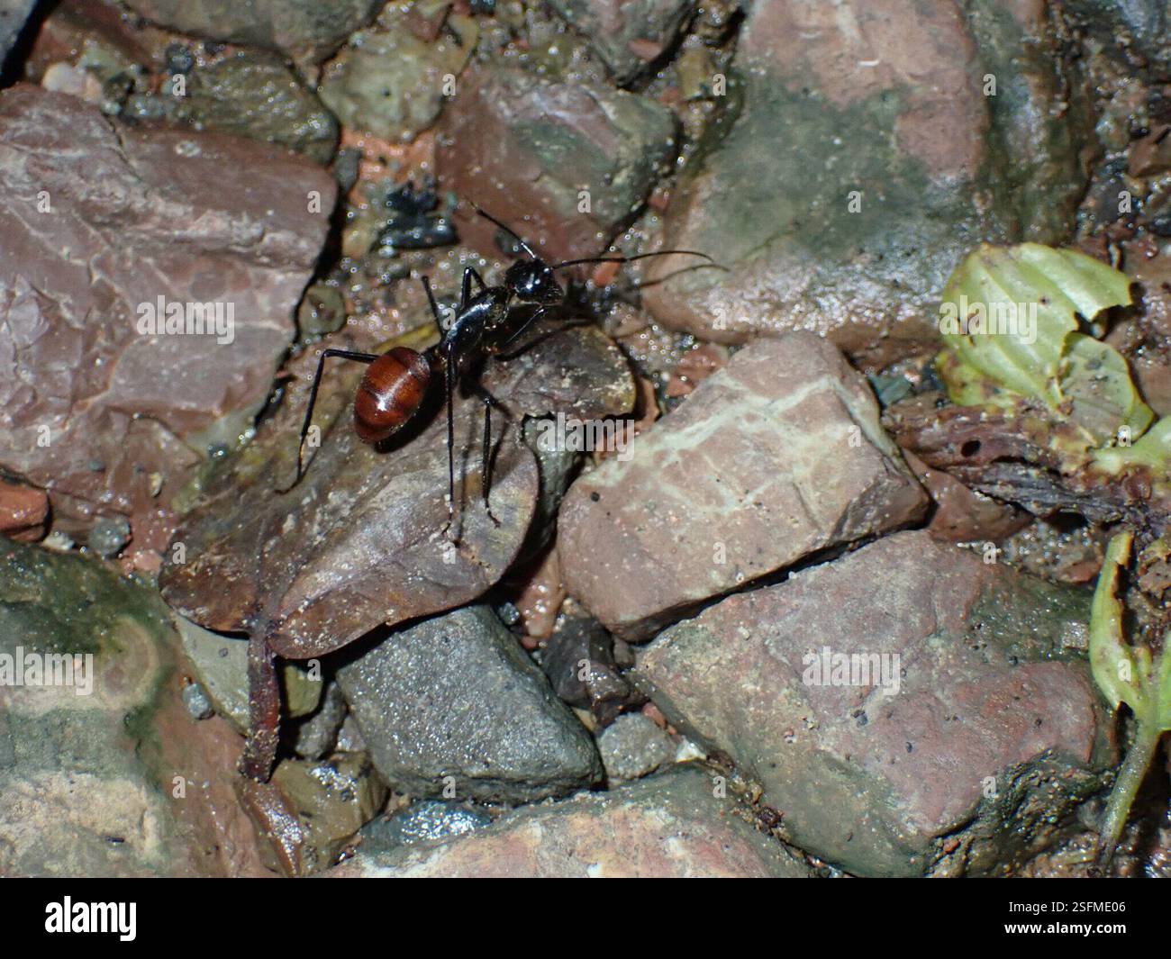 (Dinomyrmex gigas gigas), Insecta, Lahad Datu, Sabah, Malaysia Stock ...